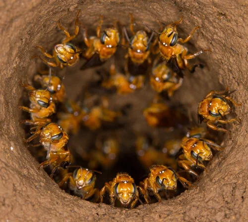 What Bees Eat Pollination — Museum of the Earth