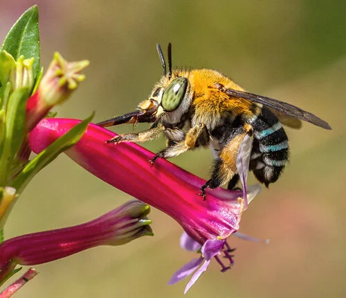 What Bees Eat Pollination — Museum of the Earth