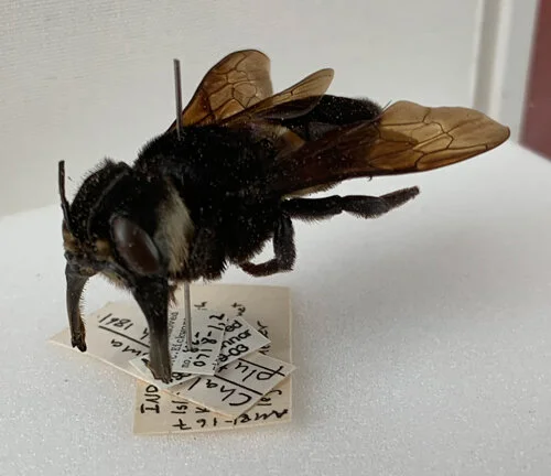 Bee Diversity — Museum of the Earth