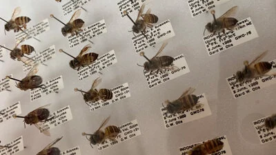 Bee Diversity — Museum of the Earth