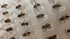 Bee Diversity — Museum of the Earth