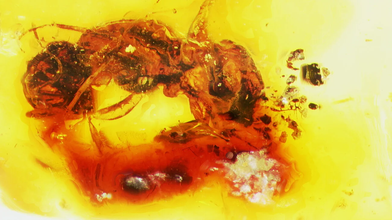 Evolution and Fossil Record of Bees — Museum of the Earth