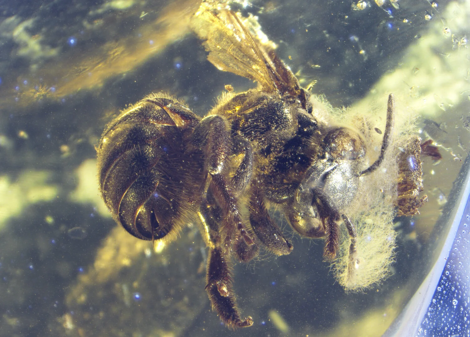 Evolution and Fossil Record of Bees — Museum of the Earth