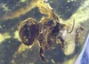Evolution and Fossil Record of Bees — Museum of the Earth
