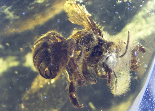 Evolution and Fossil Record of Bees — Museum of the Earth