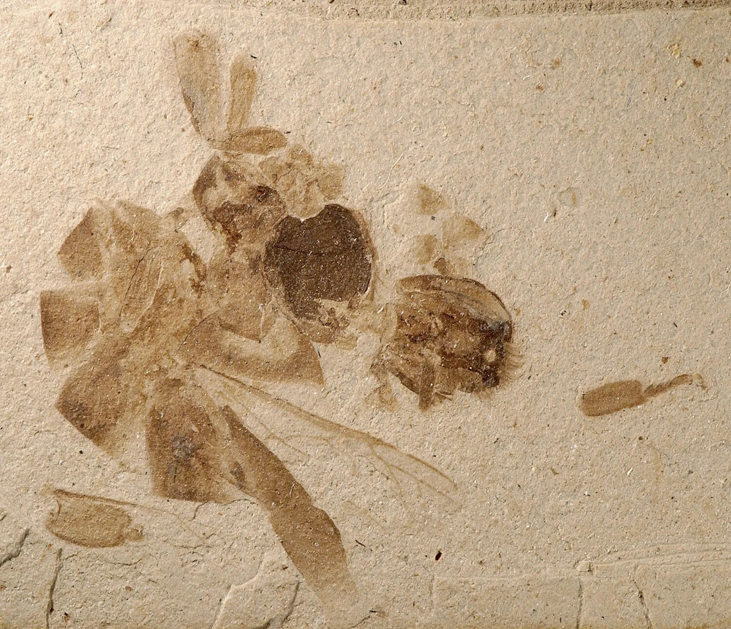 Evolution and Fossil Record of Bees — Museum of the Earth