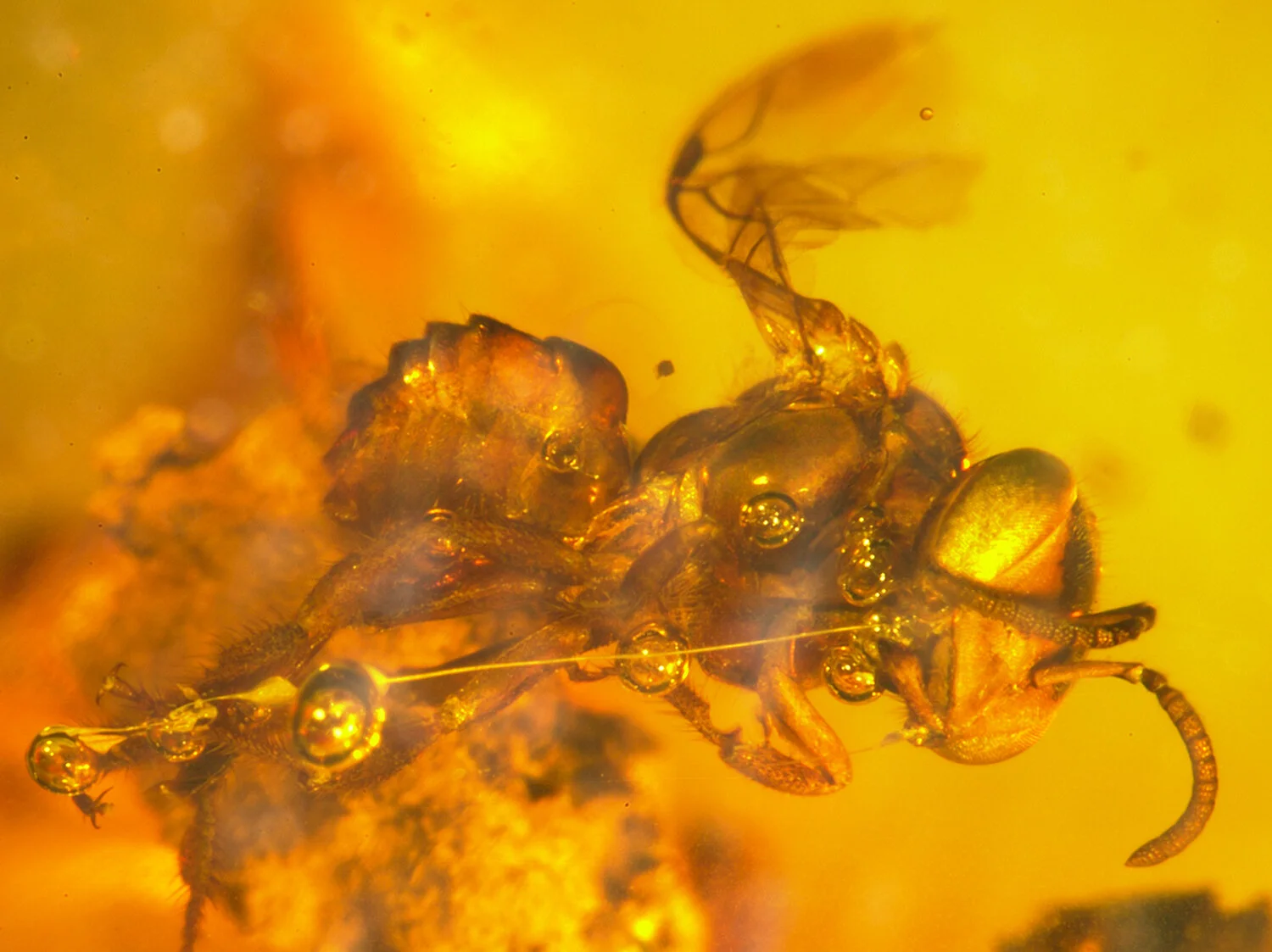 Evolution and Fossil Record of Bees — Museum of the Earth