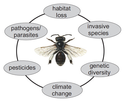 Threats to Bees — Museum of the Earth