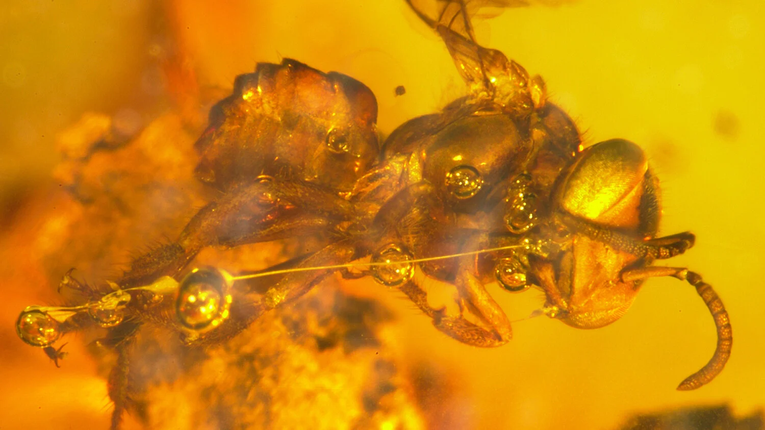 Evolution and Fossil Record of Bees — Museum of the Earth