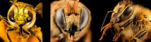 Bee Biology — Museum of the Earth