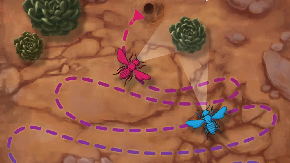 Bee Behavior — Museum of the Earth