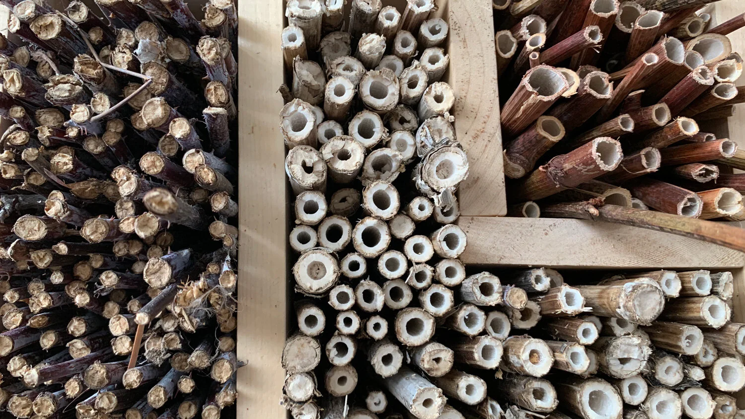Bee Nesting — Museum of the Earth