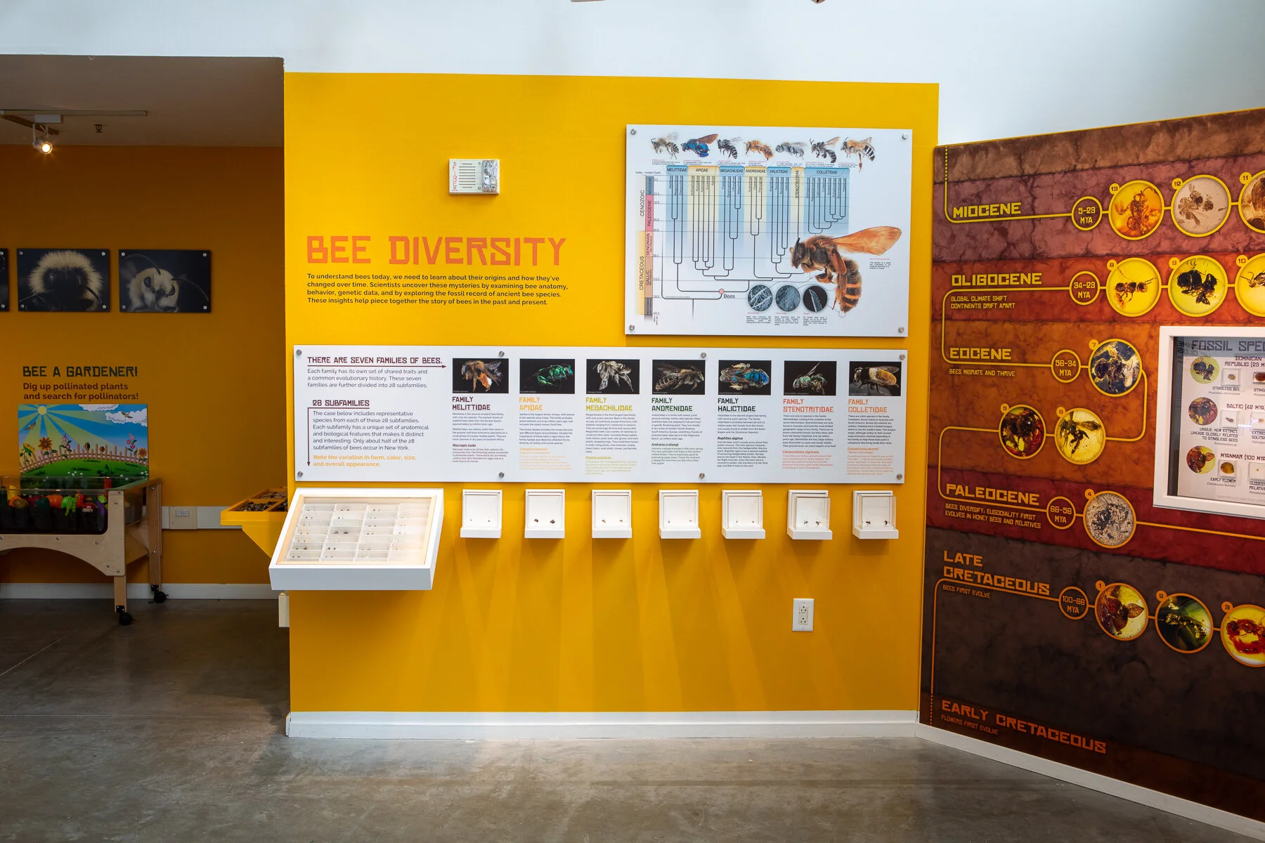 Bee Diversity — Museum of the Earth