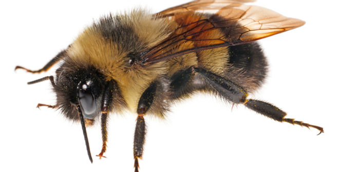 Bees! Diversity, Evolution, Conservation — Museum of the Earth