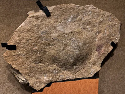 Early Paleozoic — Museum of the Earth