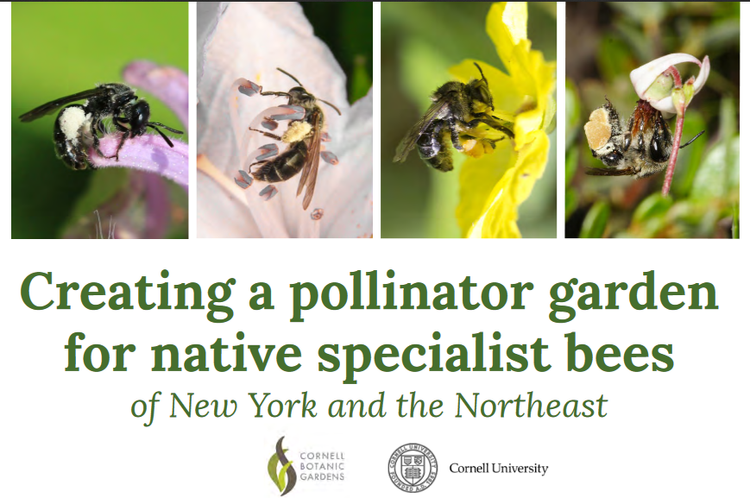 Threats to Bees — Museum of the Earth
