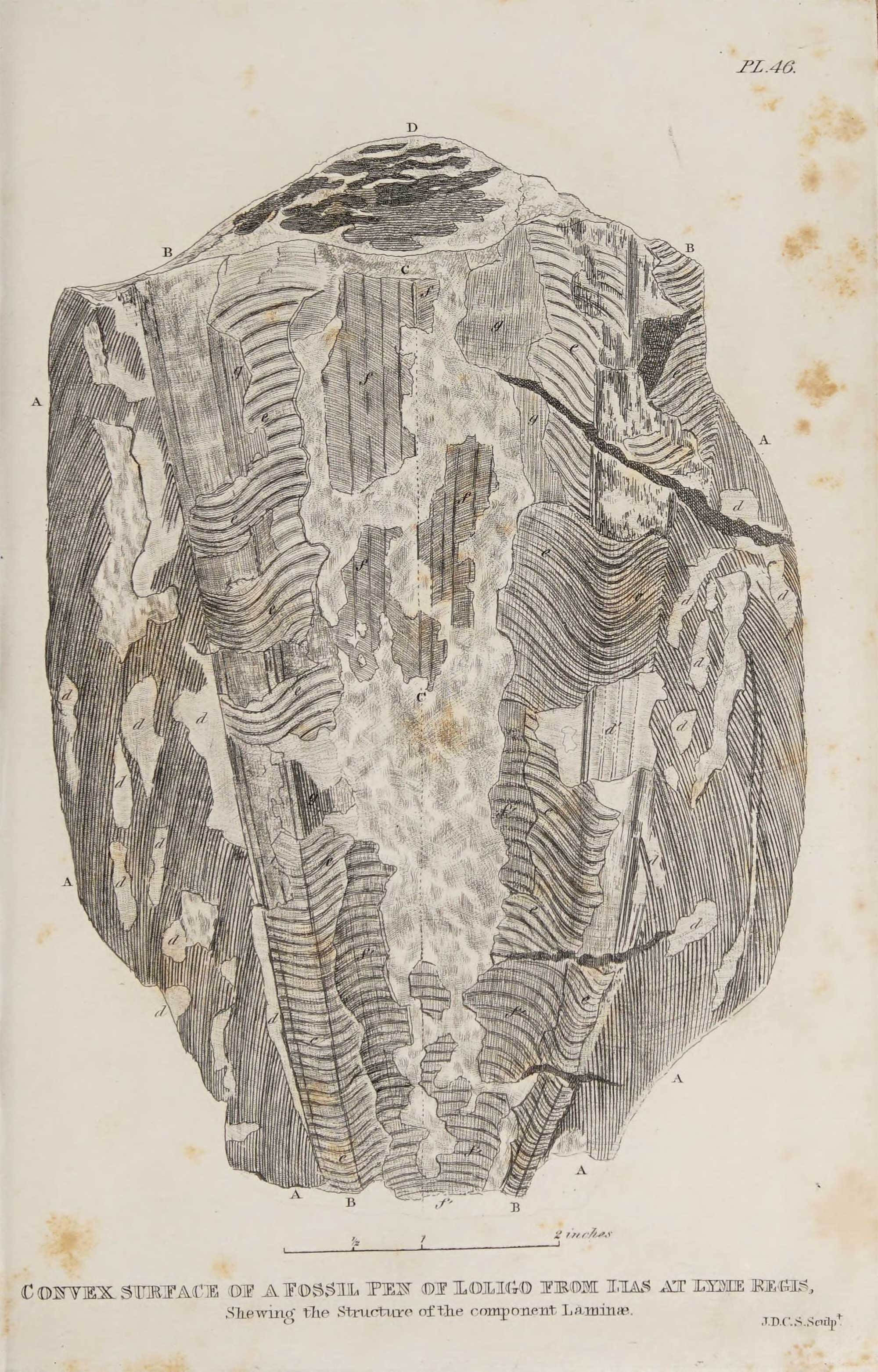 Mary Buckland — Museum of the Earth