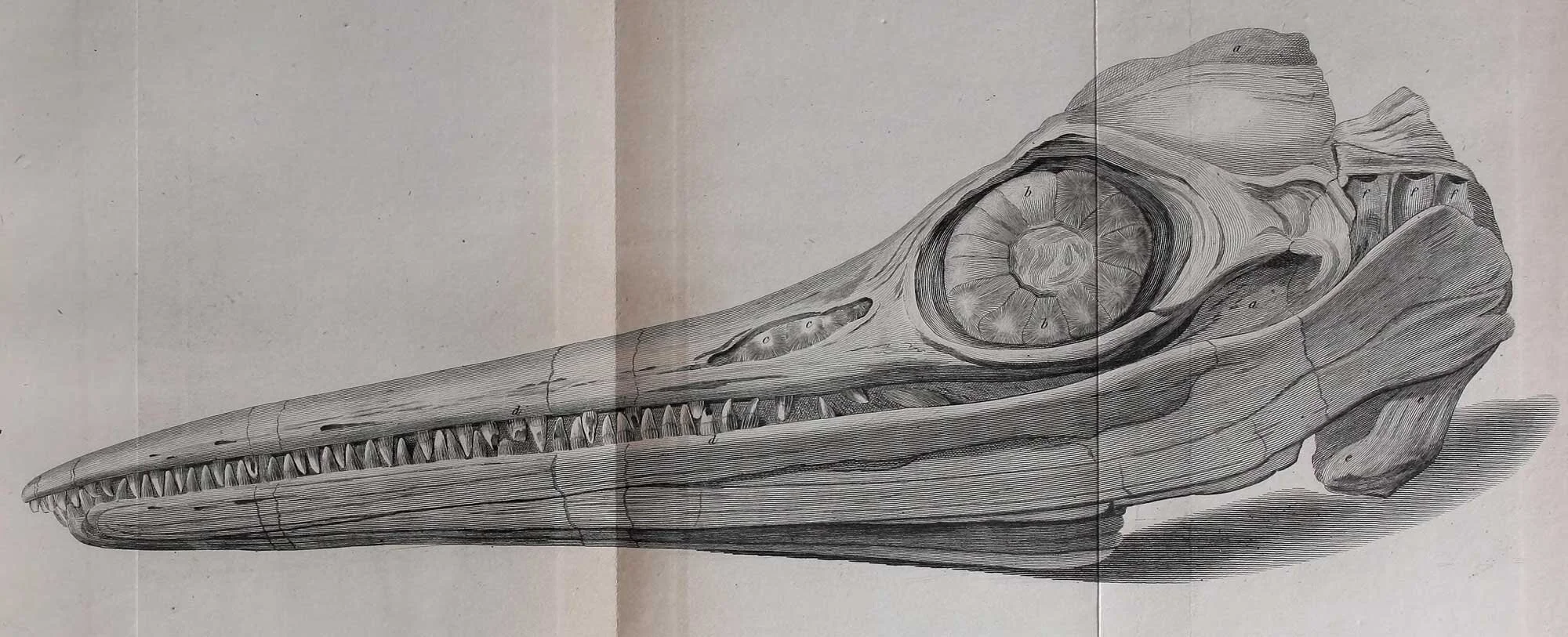 Mary Anning — Museum of the Earth