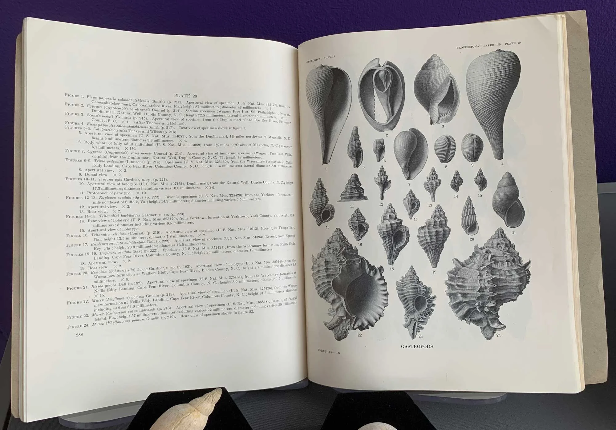 Julia Gardner — Museum of the Earth