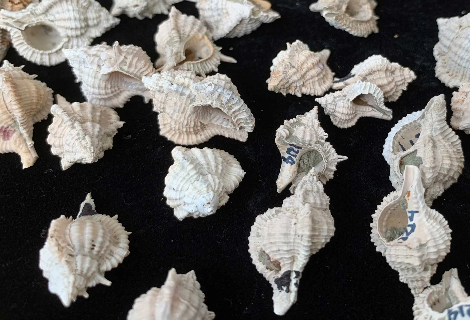 Strides in Museums, Academia, & Research | Daring to Dig: Women in ...