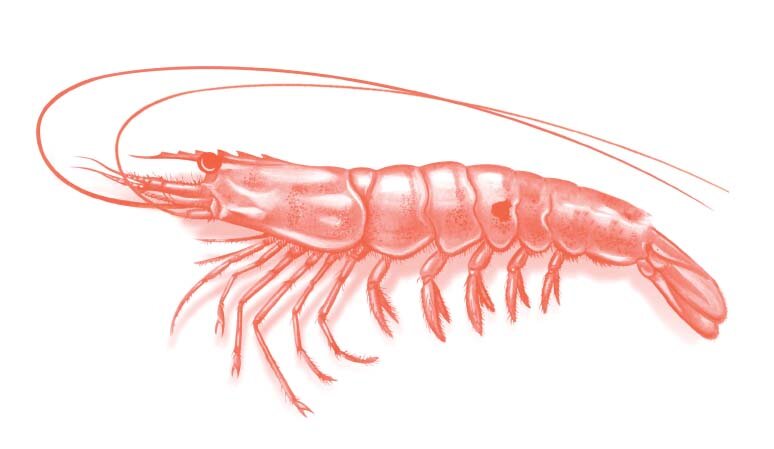 Beyond Oysters | Conservation Paleobiology: Putting the Dead to Work ...