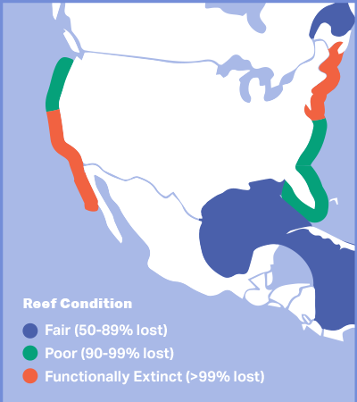 Oyster Reef Ecosystem | Conservation Paleobiology: Putting the Dead to ...