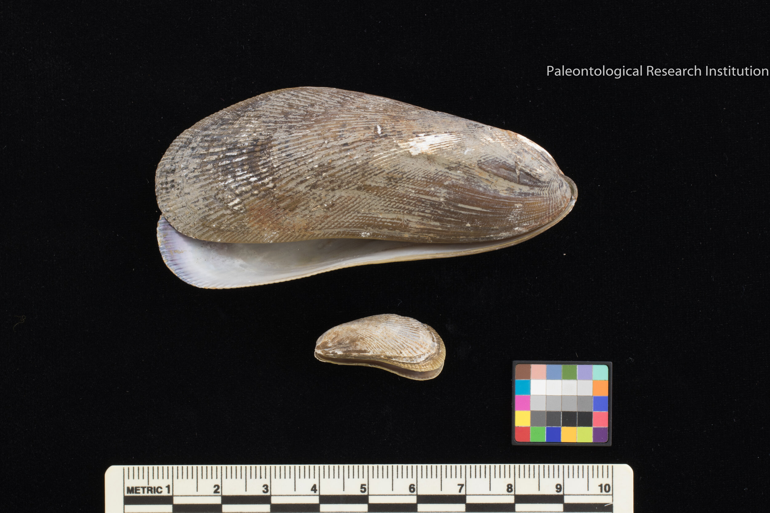 Oyster Reef Ecosystem | Conservation Paleobiology: Putting the Dead to ...