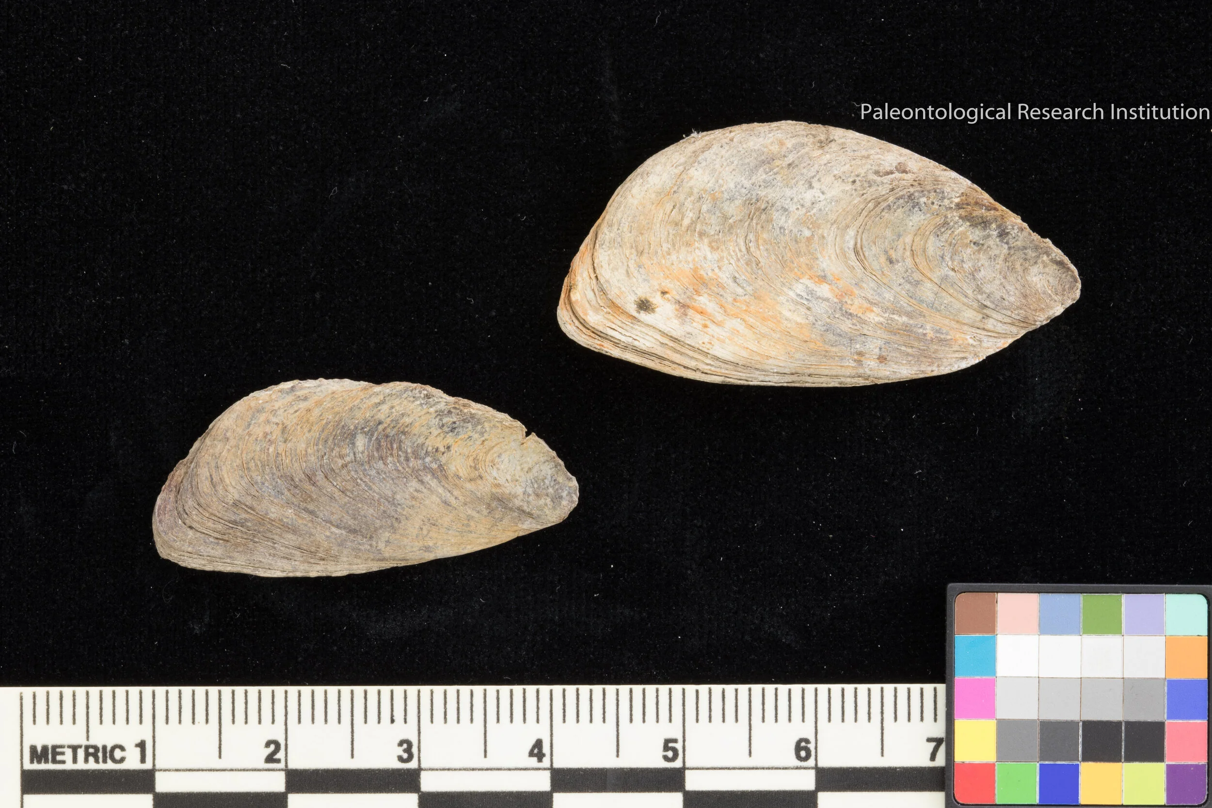 Oyster Reef Ecosystem | Conservation Paleobiology: Putting the Dead to ...