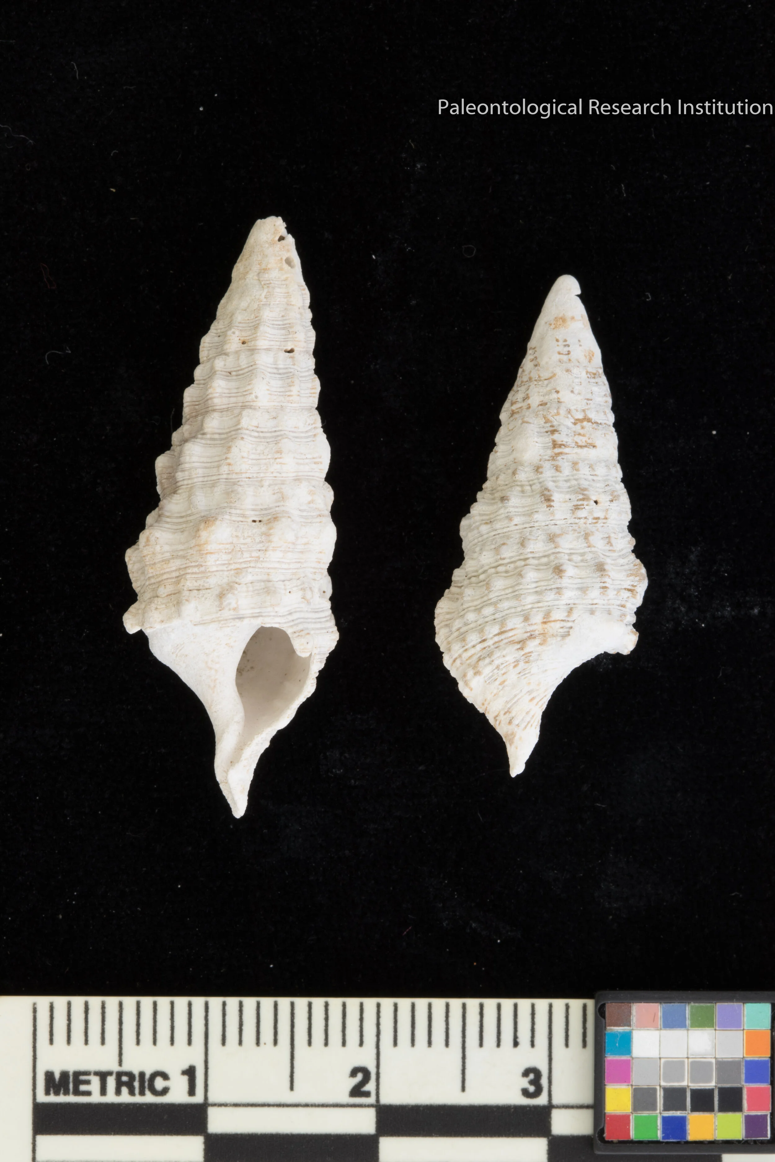 Oyster Reef Ecosystem | Conservation Paleobiology: Putting the Dead to ...