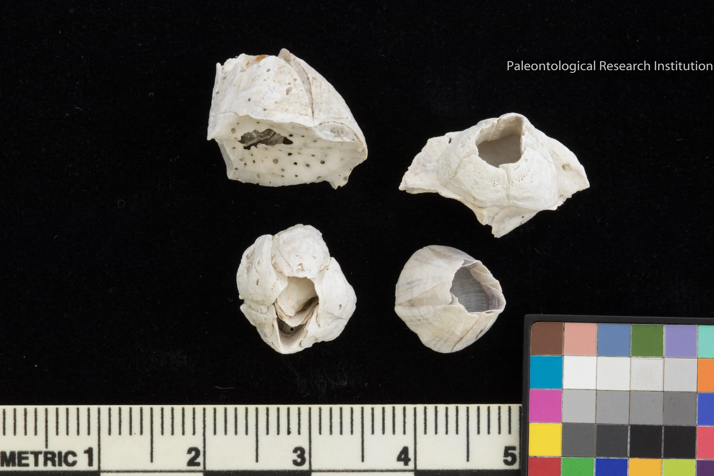 Oyster Reef Ecosystem | Conservation Paleobiology: Putting the Dead to ...