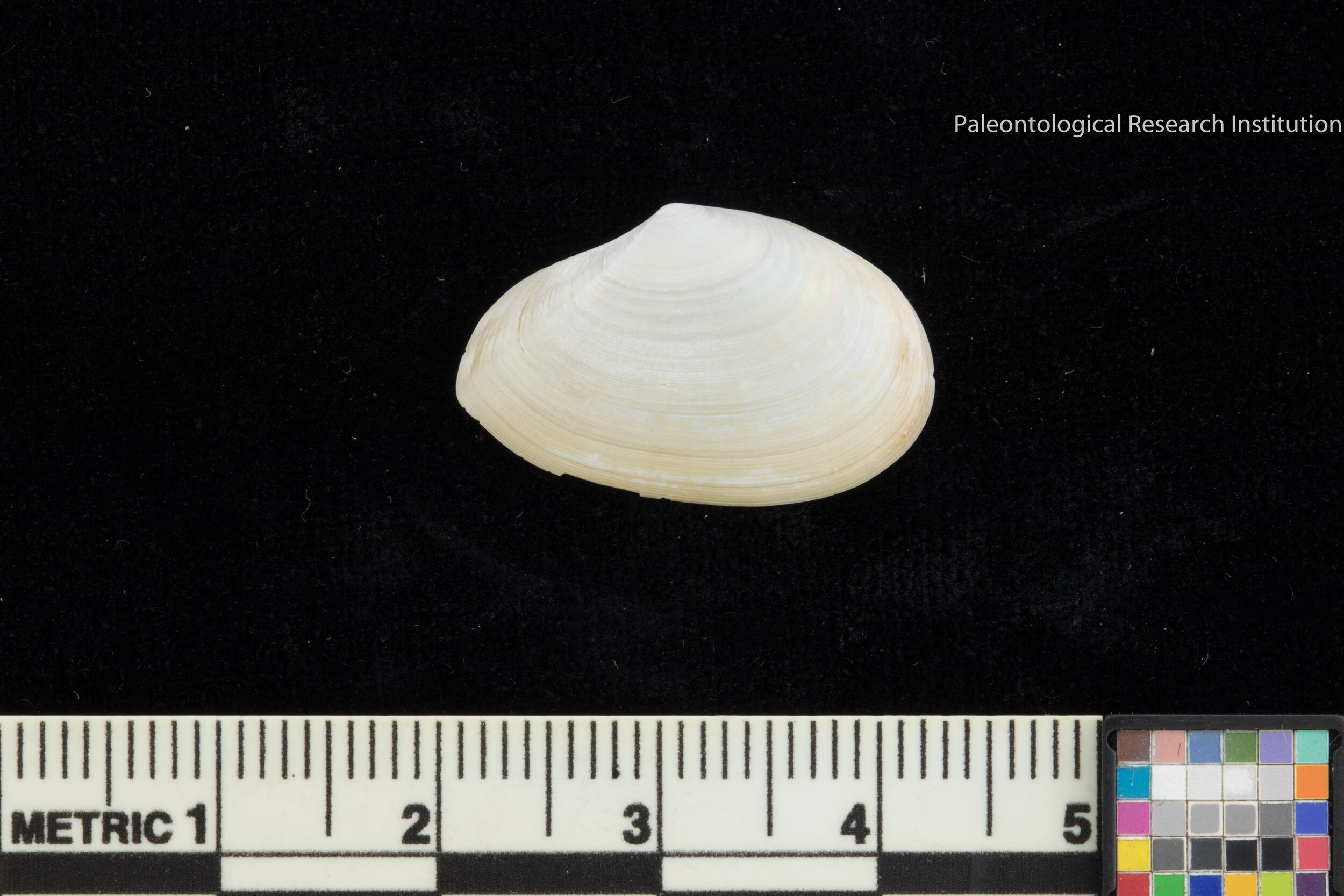 Oyster Reef Ecosystem | Conservation Paleobiology: Putting the Dead to ...