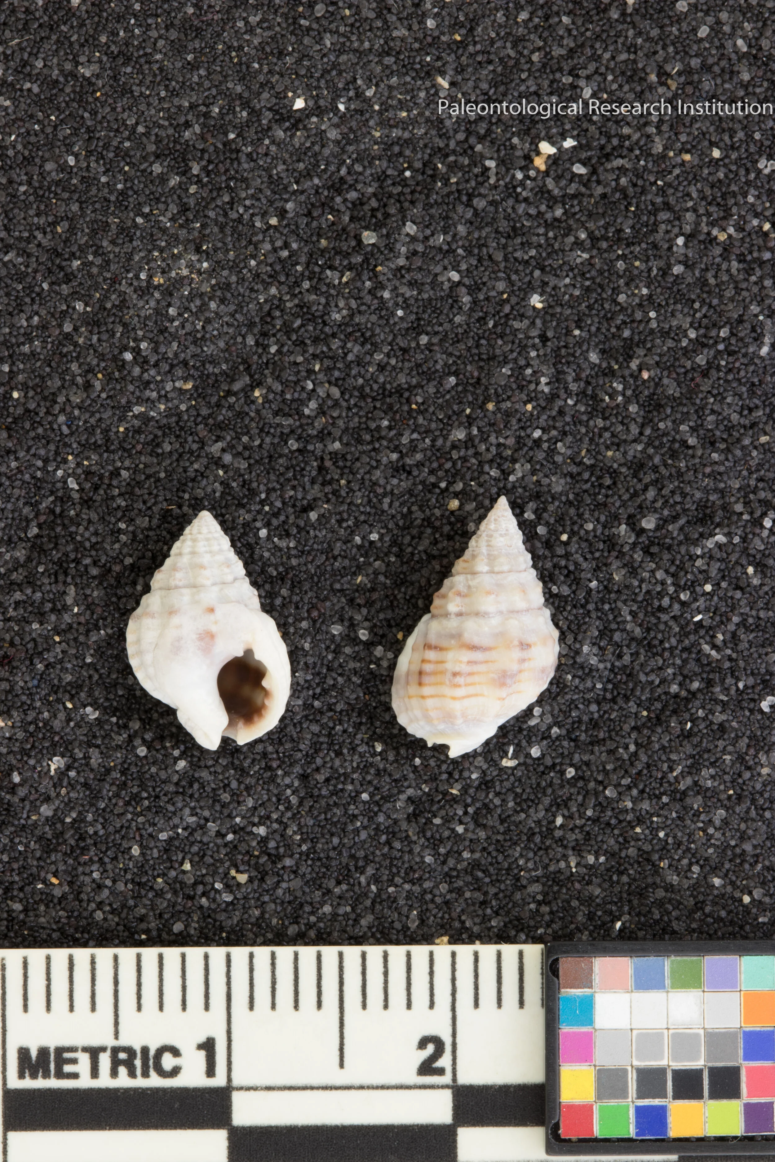 Oyster Reef Ecosystem | Conservation Paleobiology: Putting the Dead to ...