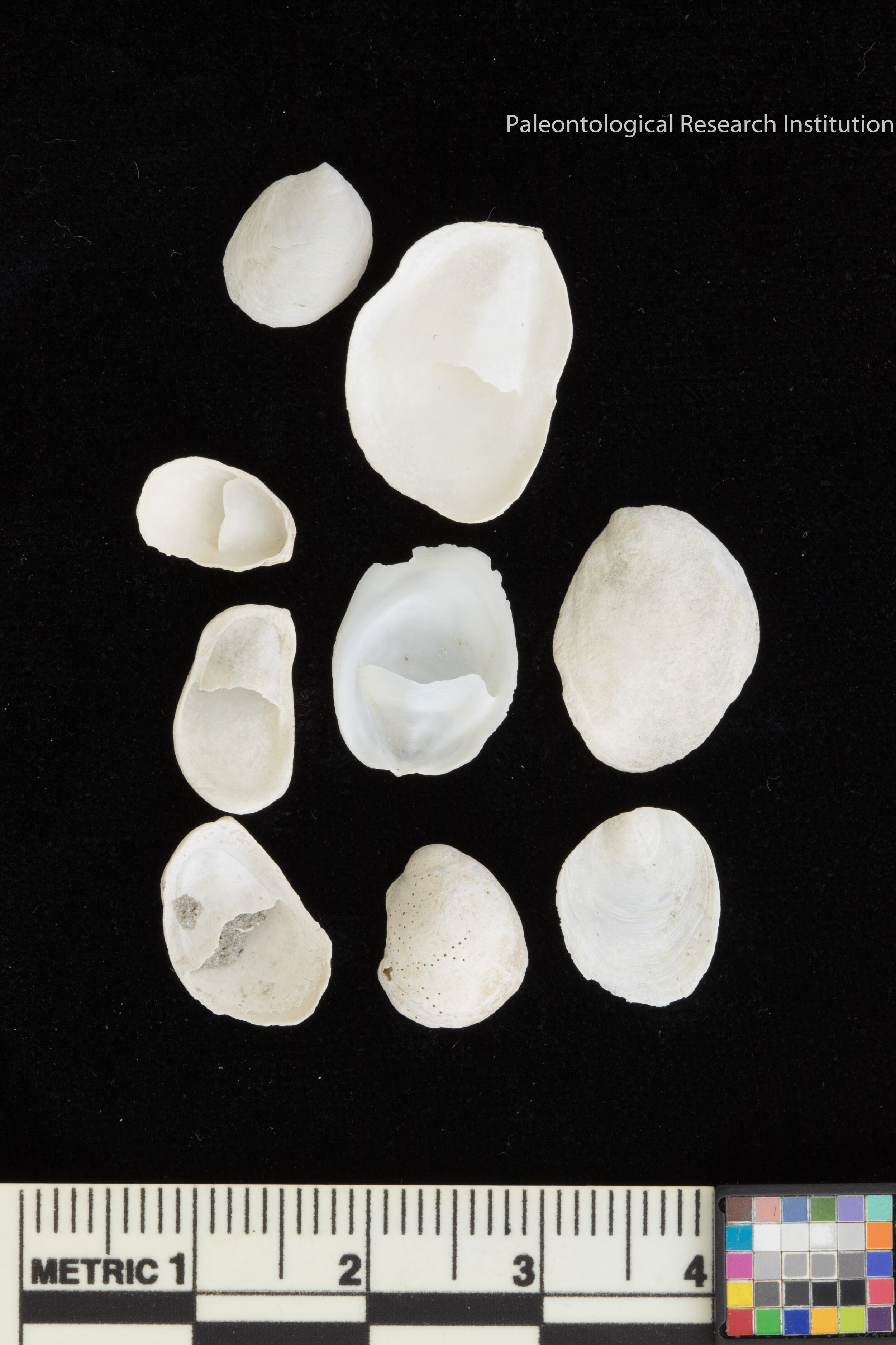 Oyster Reef Ecosystem | Conservation Paleobiology: Putting the Dead to ...