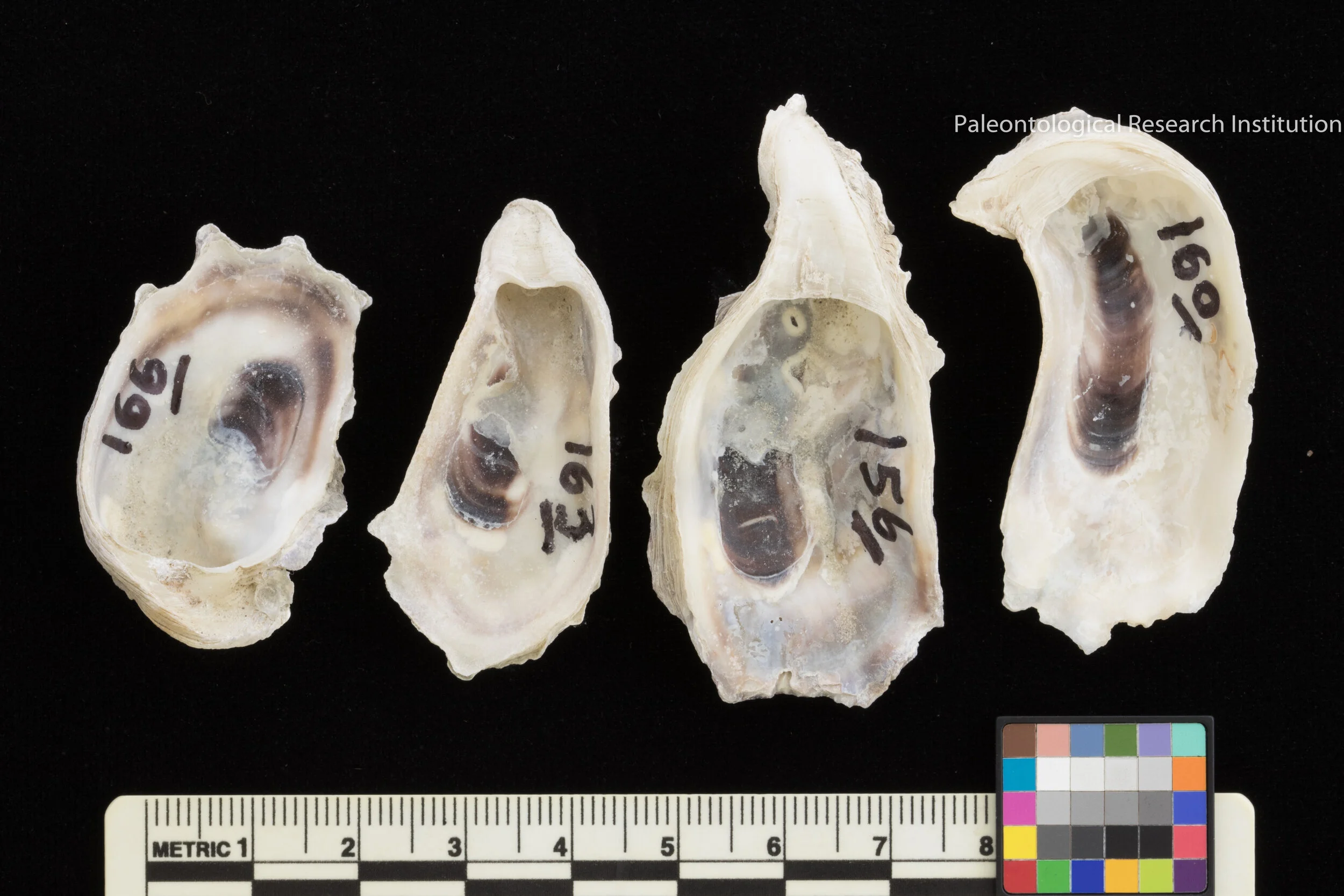 Oyster Reef Ecosystem | Conservation Paleobiology: Putting the Dead to ...