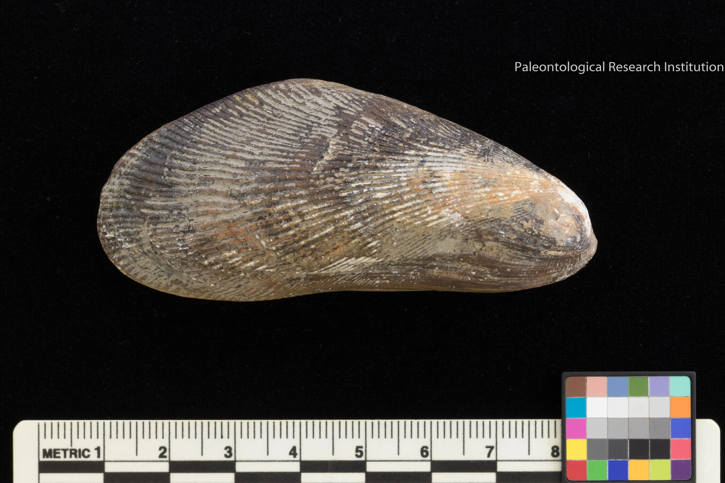 Oyster Reef Ecosystem | Conservation Paleobiology: Putting the Dead to ...