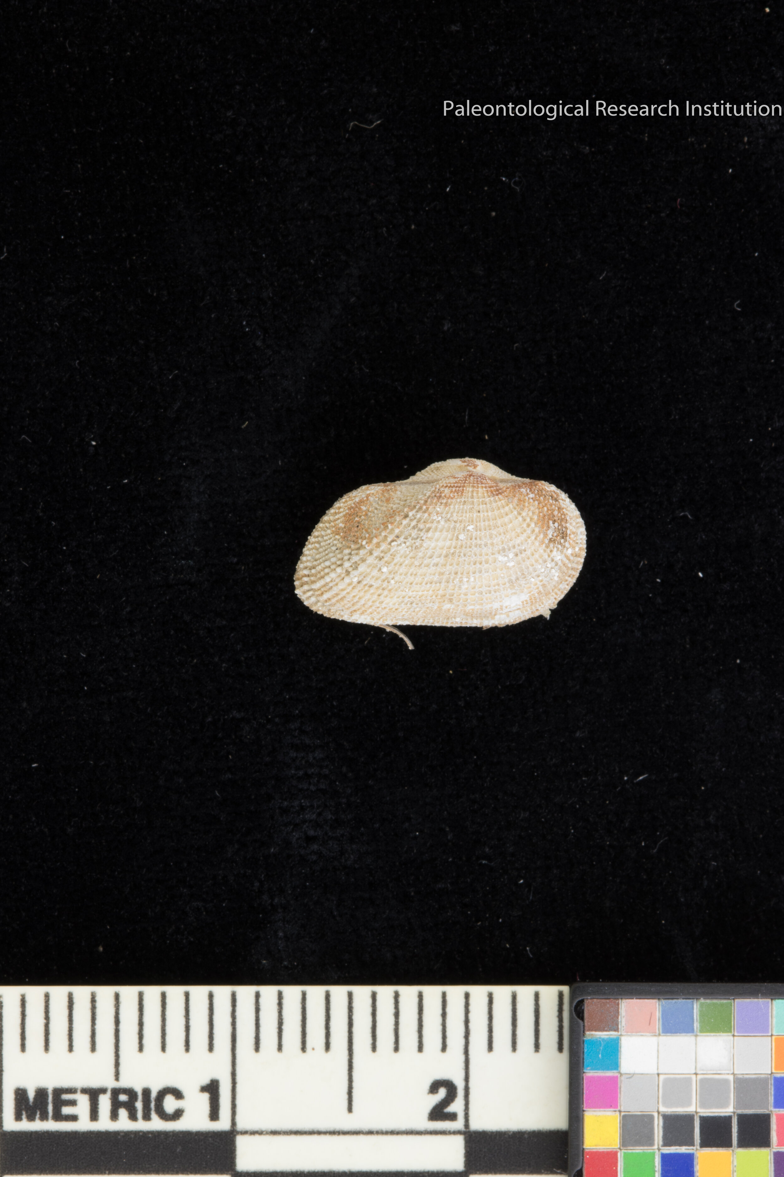 Oyster Reef Ecosystem | Conservation Paleobiology: Putting the Dead to ...