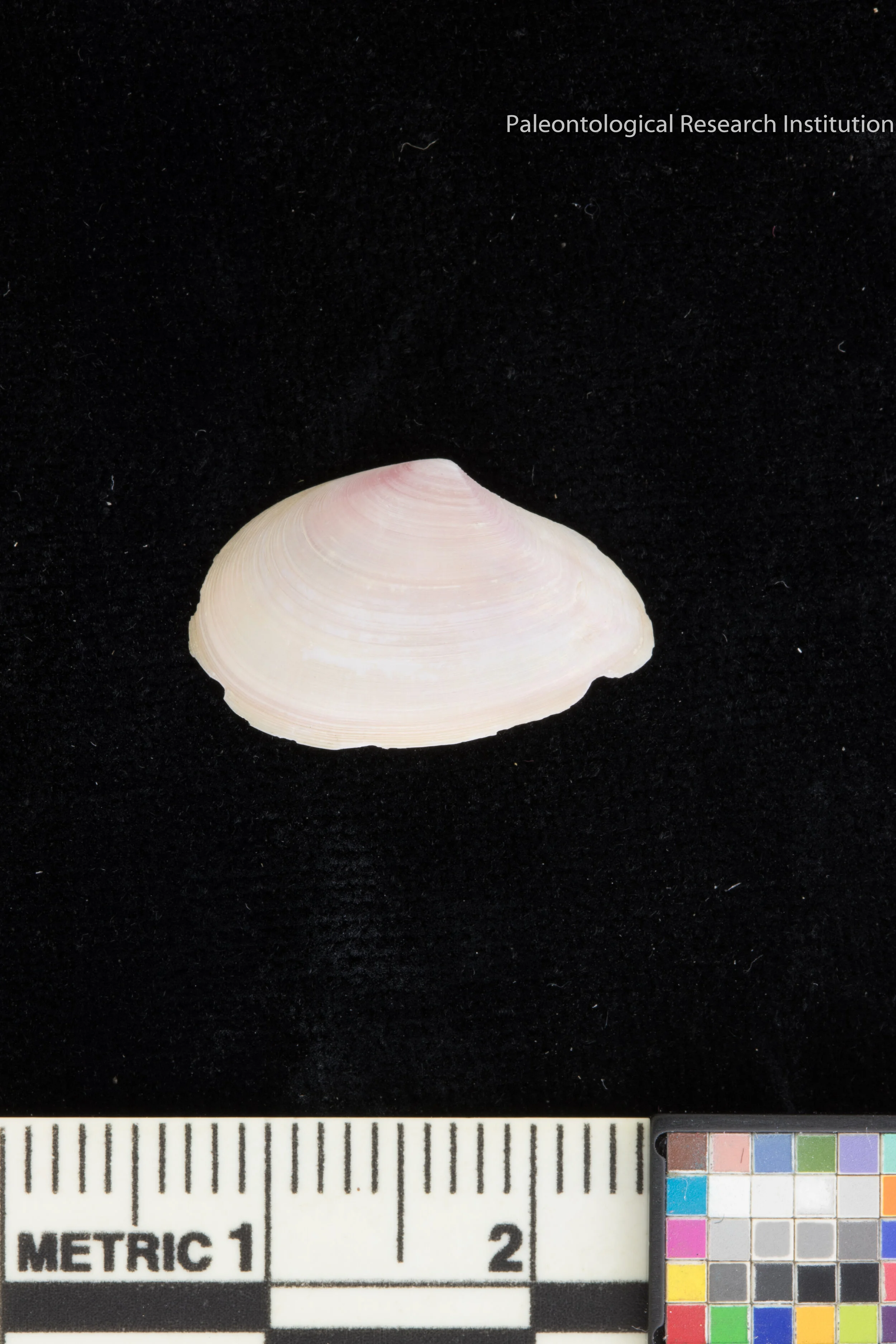 Oyster Reef Ecosystem | Conservation Paleobiology: Putting the Dead to ...