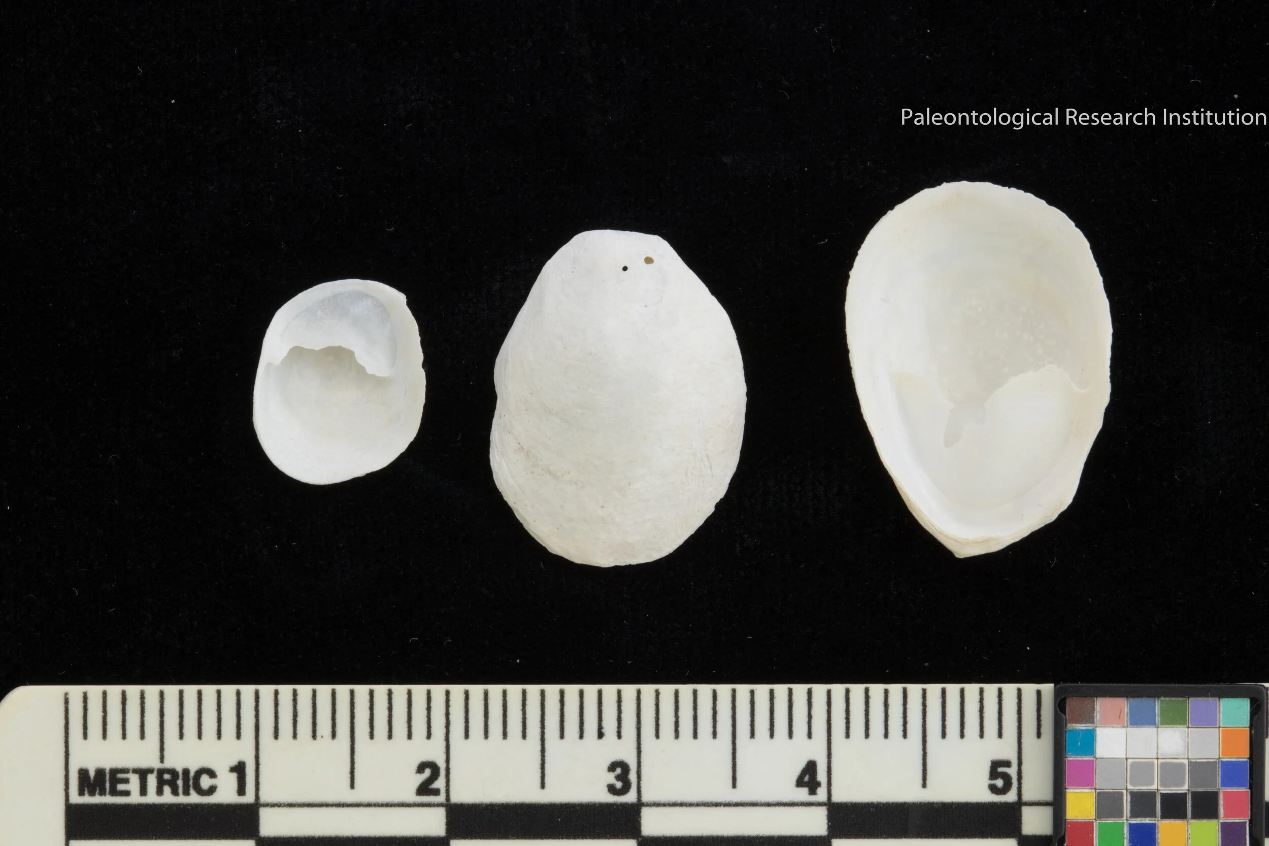 Oyster Reef Ecosystem | Conservation Paleobiology: Putting the Dead to ...