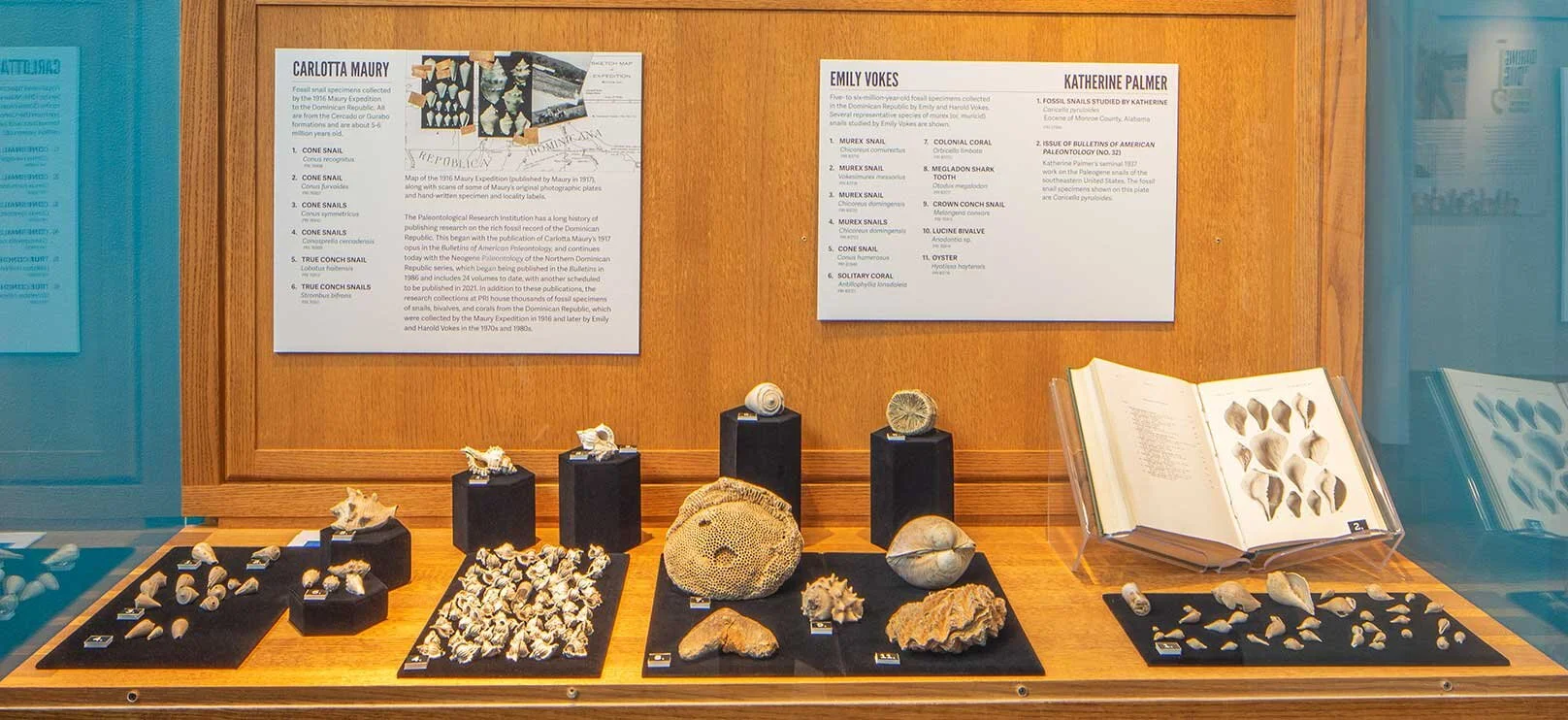 Strides in Museums, Academia, & Research | Daring to Dig: Women in ...