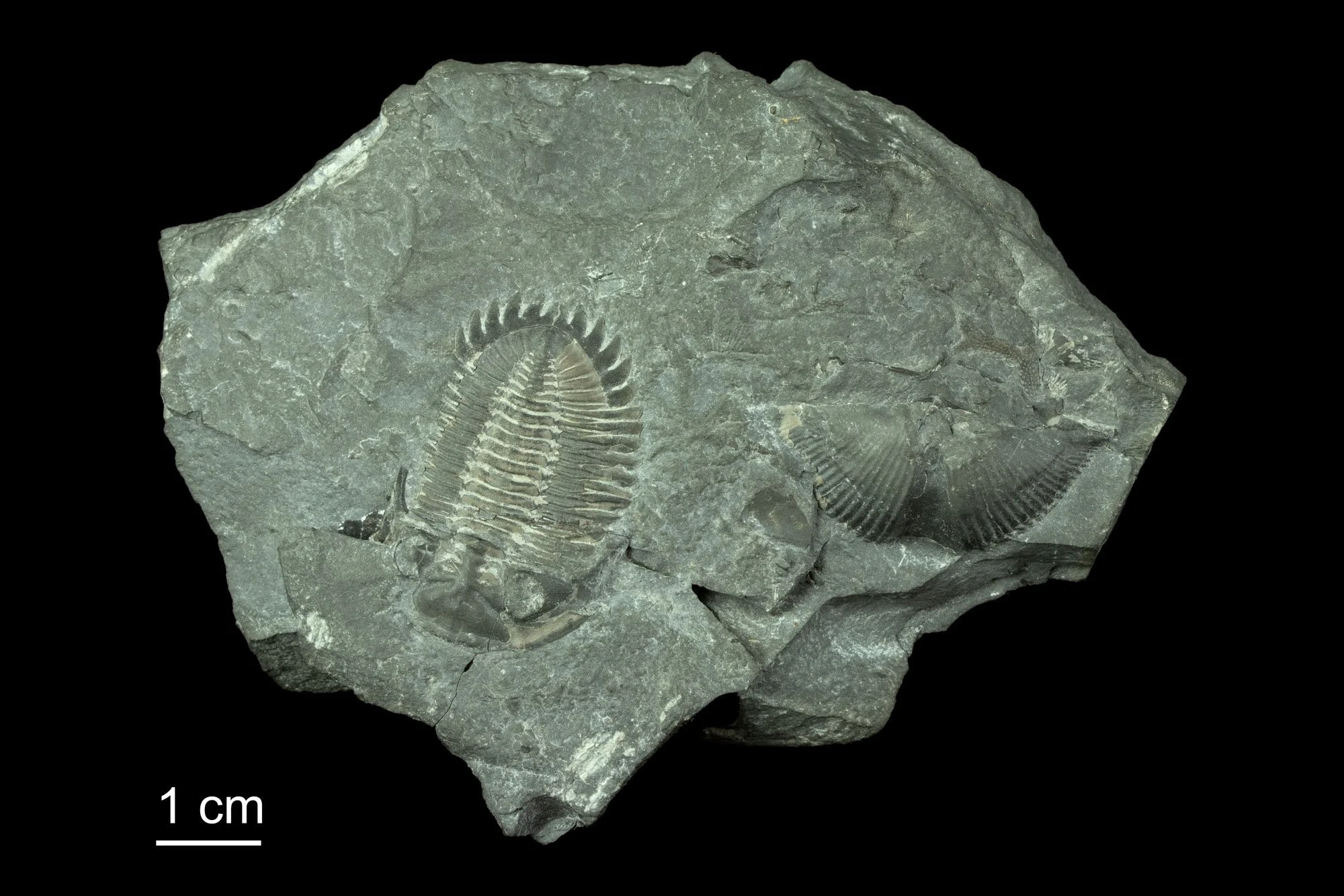 Trilobites — Museum of the Earth