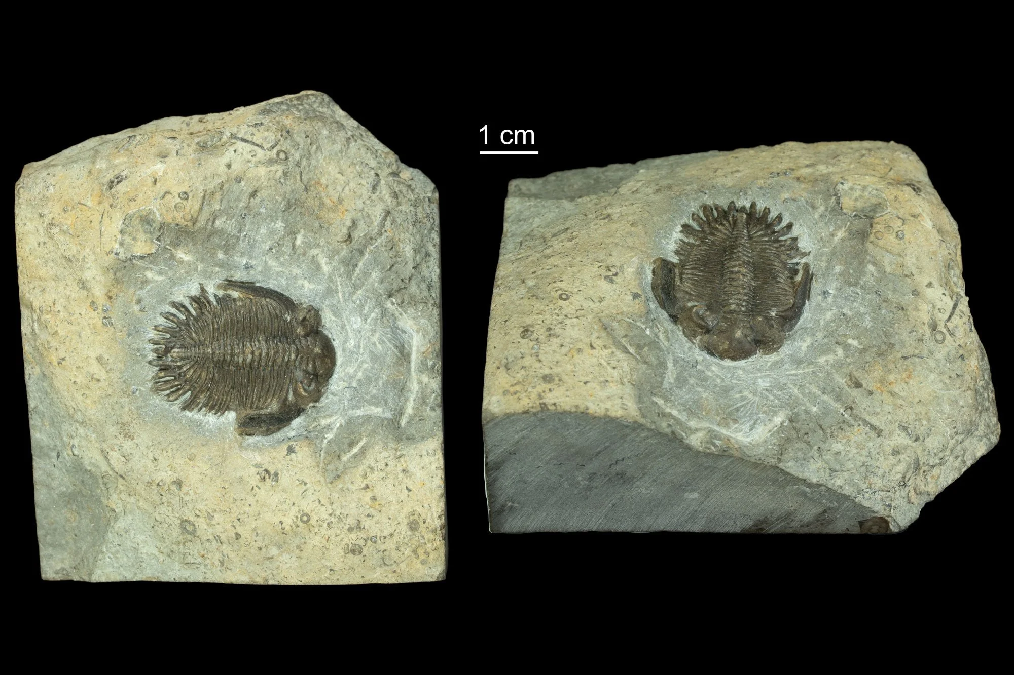 Trilobites — Museum of the Earth