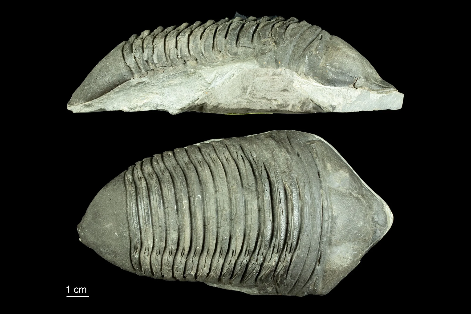 Trilobites — Museum of the Earth