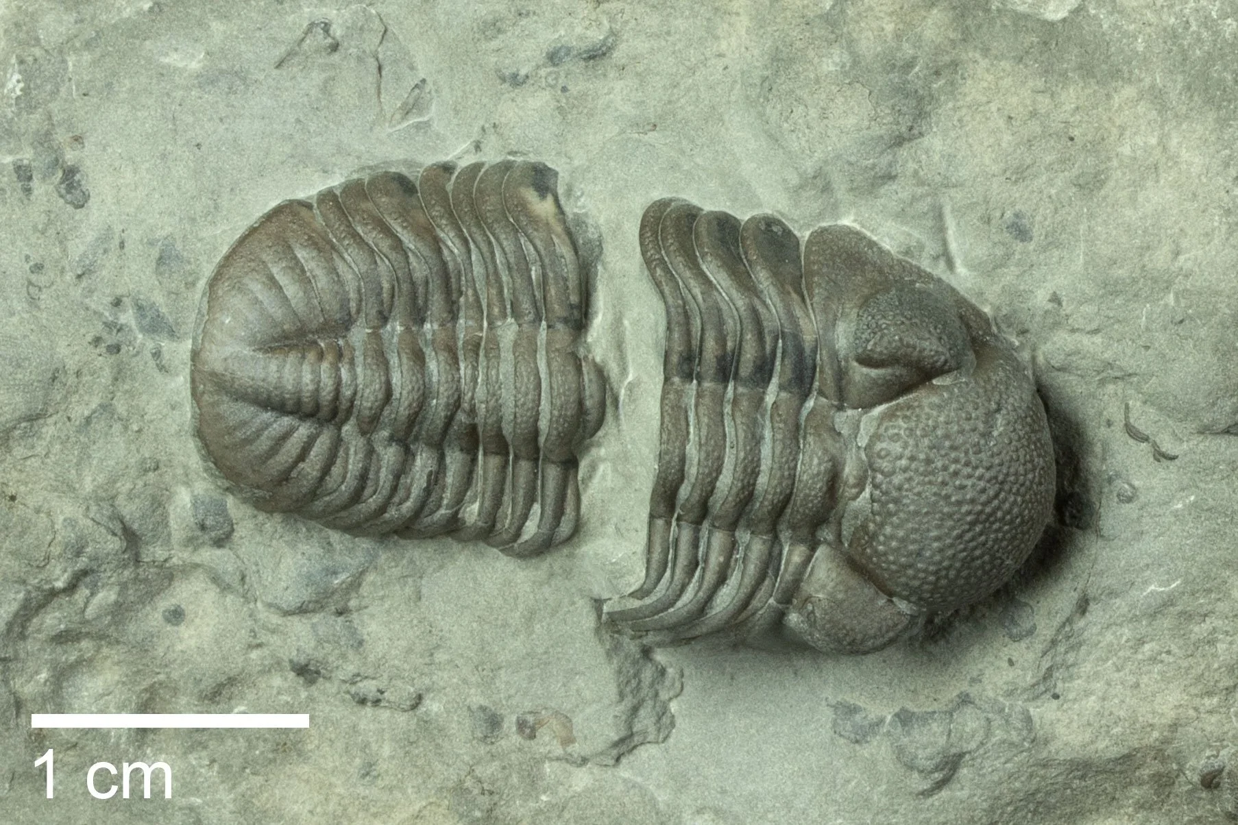 Trilobites — Museum of the Earth