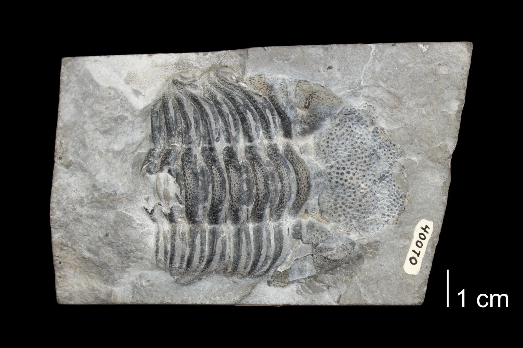 Trilobites — Museum of the Earth