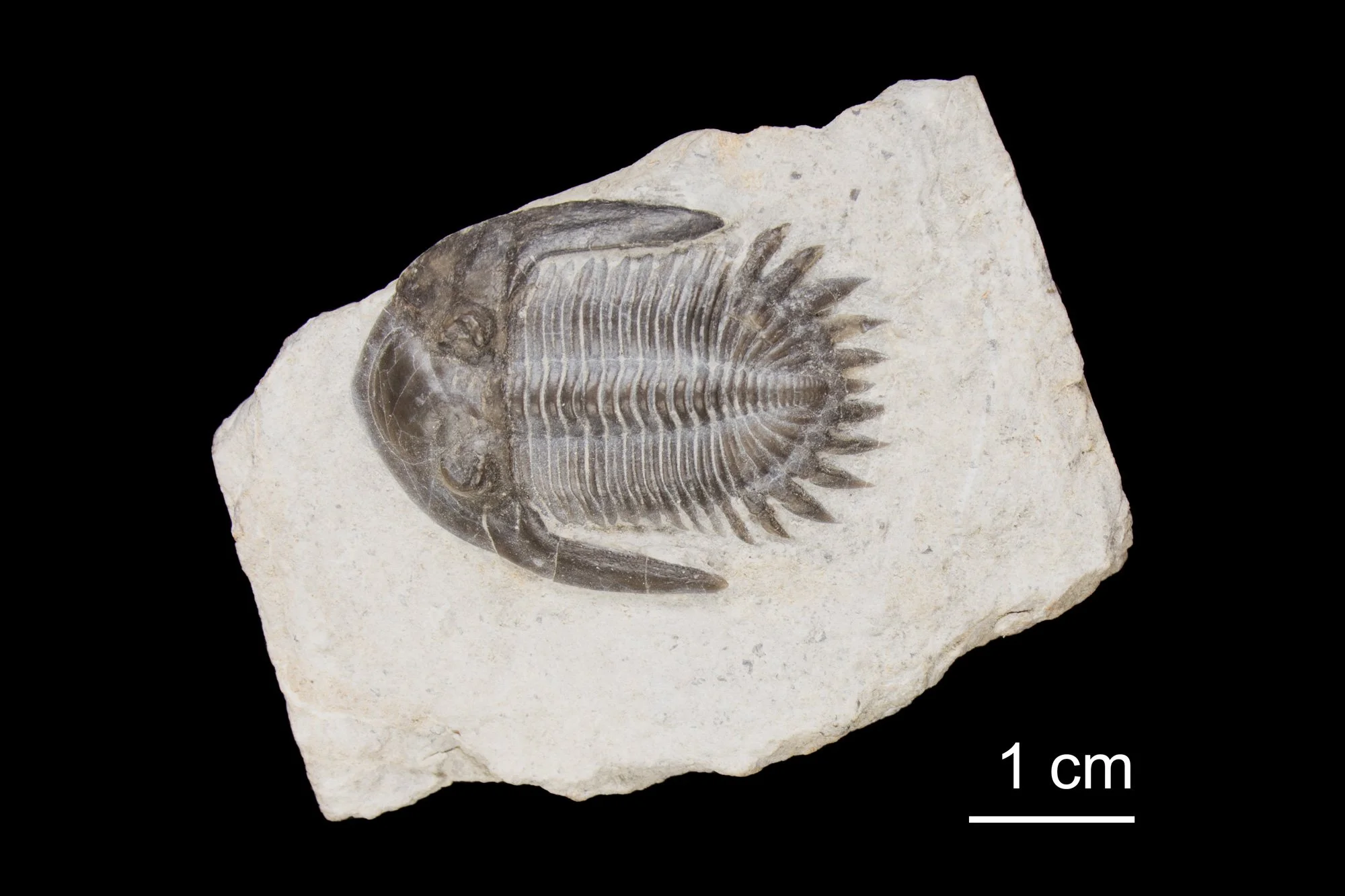 Trilobites — Museum of the Earth