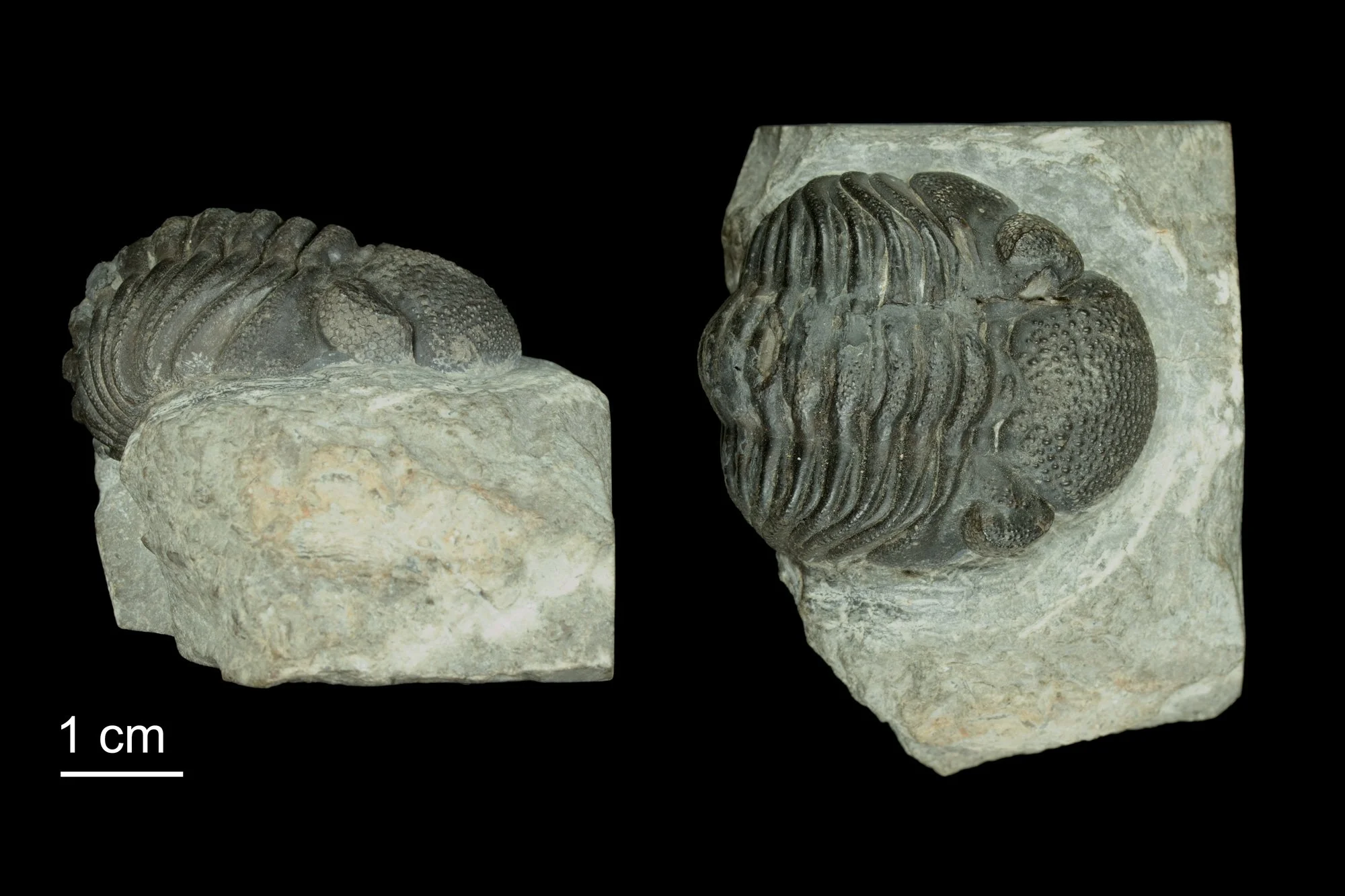 Trilobites — Museum of the Earth