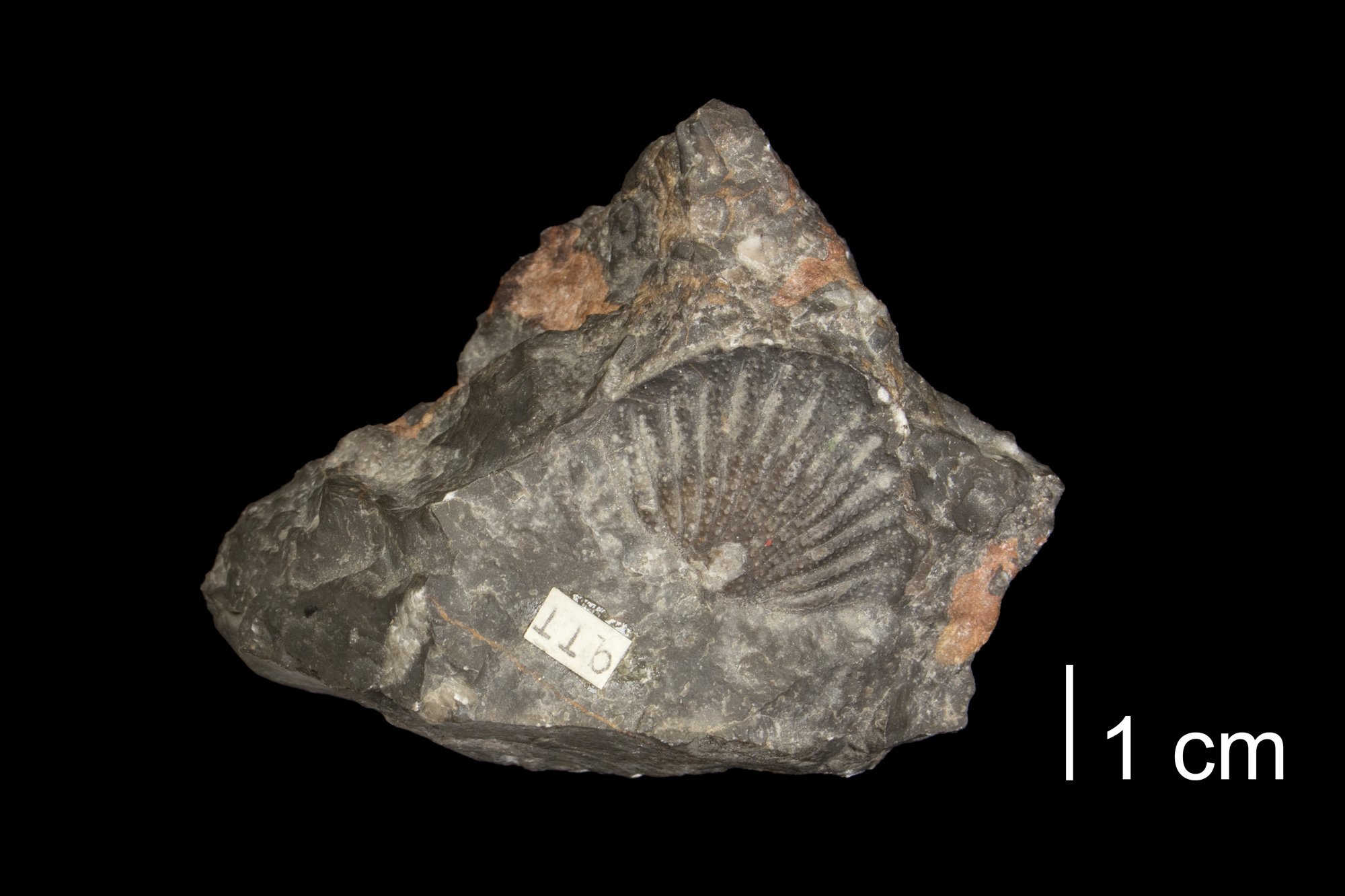 Trilobites — Museum of the Earth