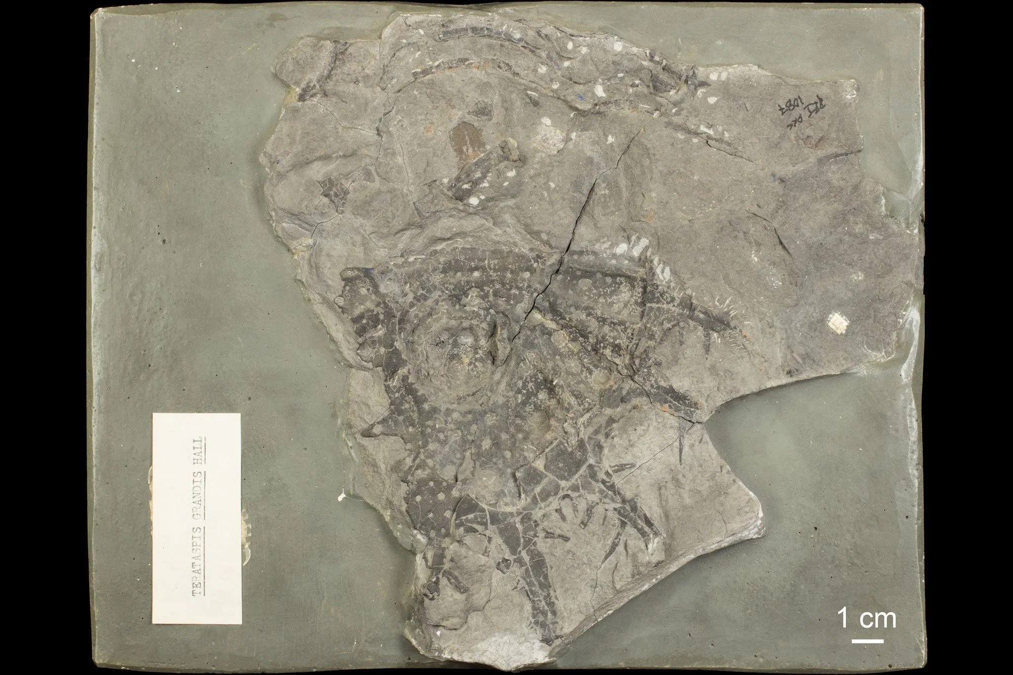 Trilobites — Museum of the Earth