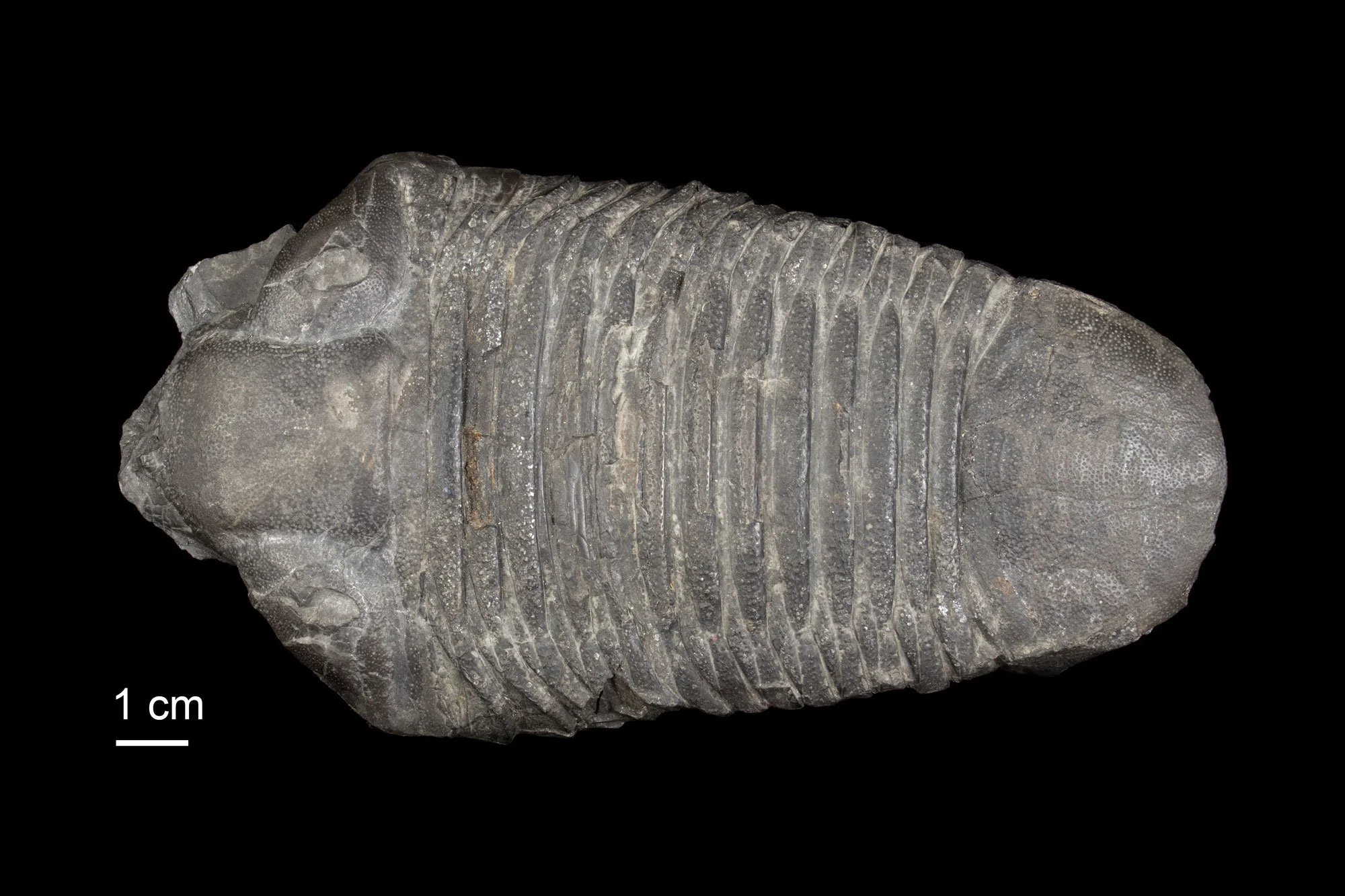 Trilobites — Museum of the Earth