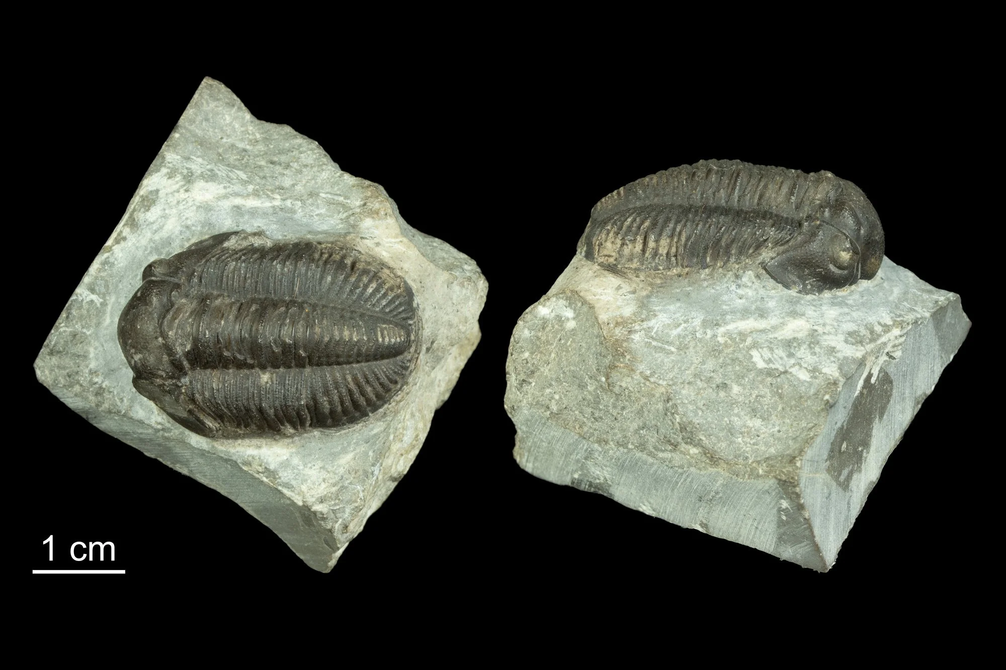 Trilobites — Museum of the Earth